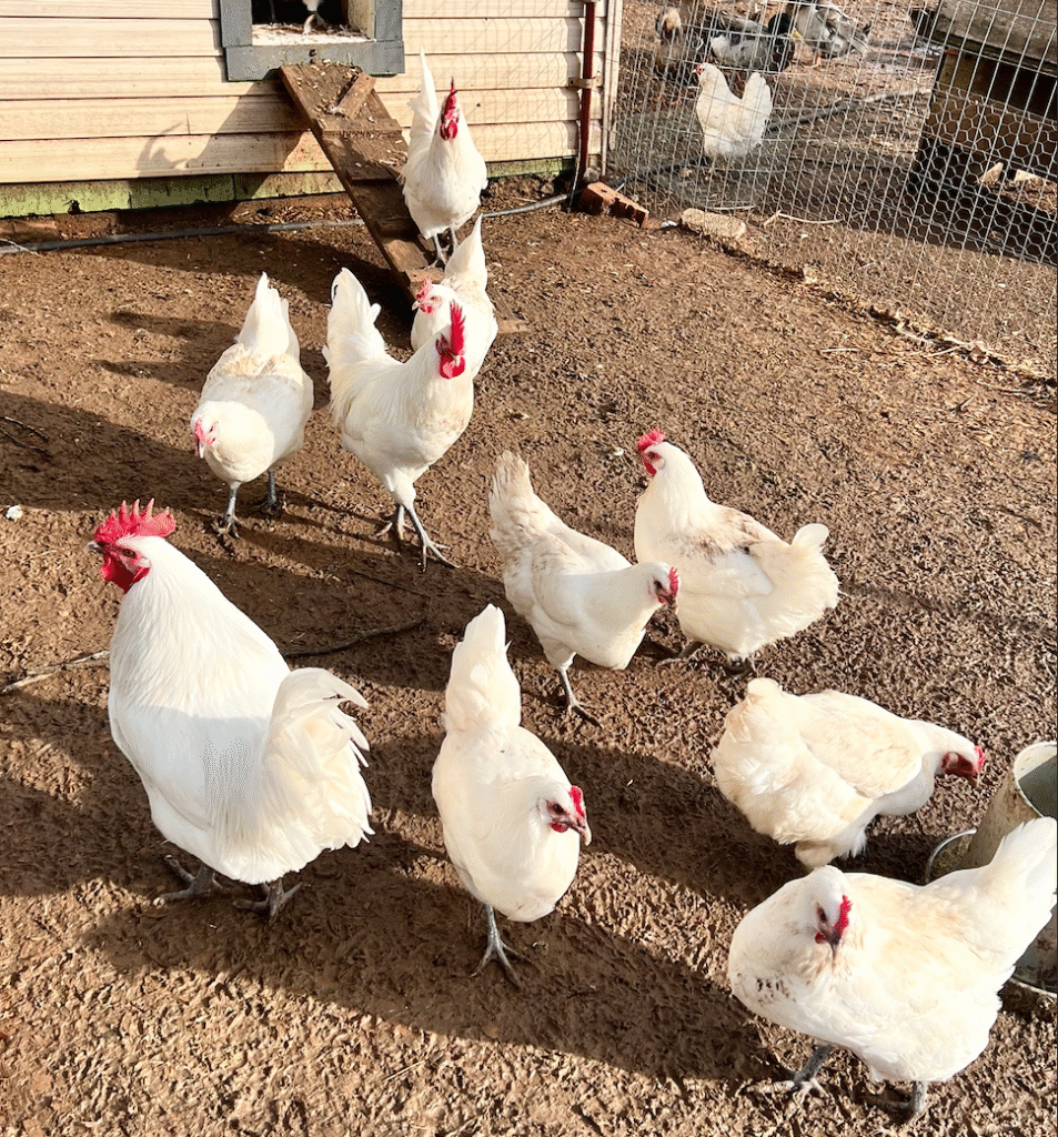 American Bresse Chicken Hatching Eggs - Judah's Haven